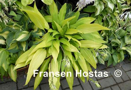 Hosta Chris' A lalalala long - Fransen Hostas Hosta Chris' A lalalala long - Fransen Hostas